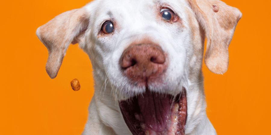 Bark Treat