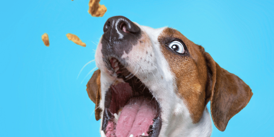 Beef Dog Treats Recipe