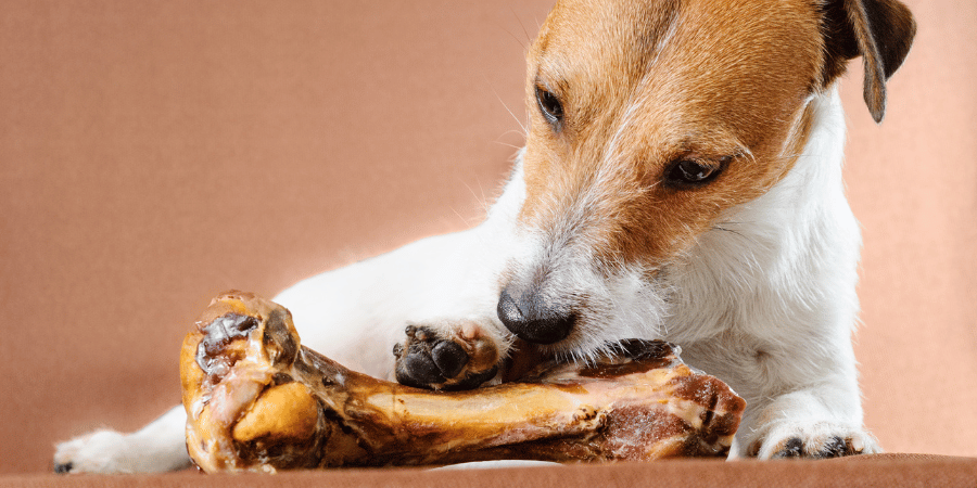 Fast And Easy Dog Treats