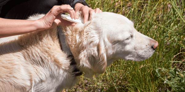 How to Safely Remove a Tick from Your Dog: A Guide