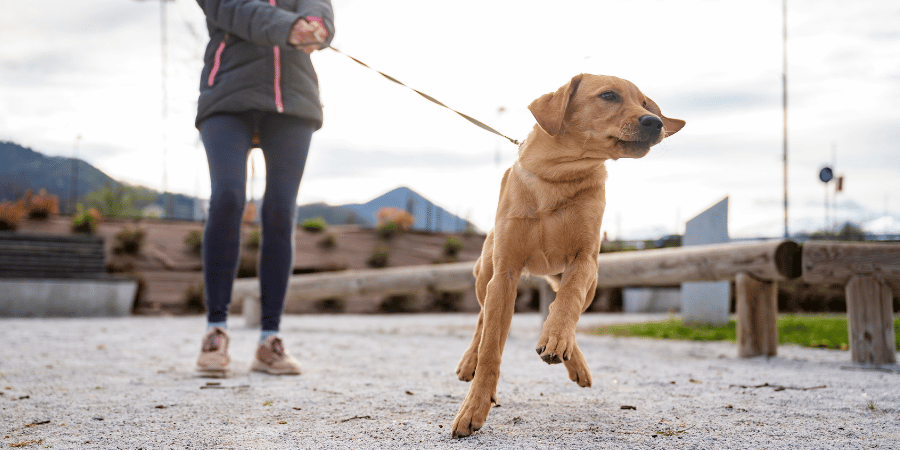 How to Treat a Pulled Muscle on a Dog