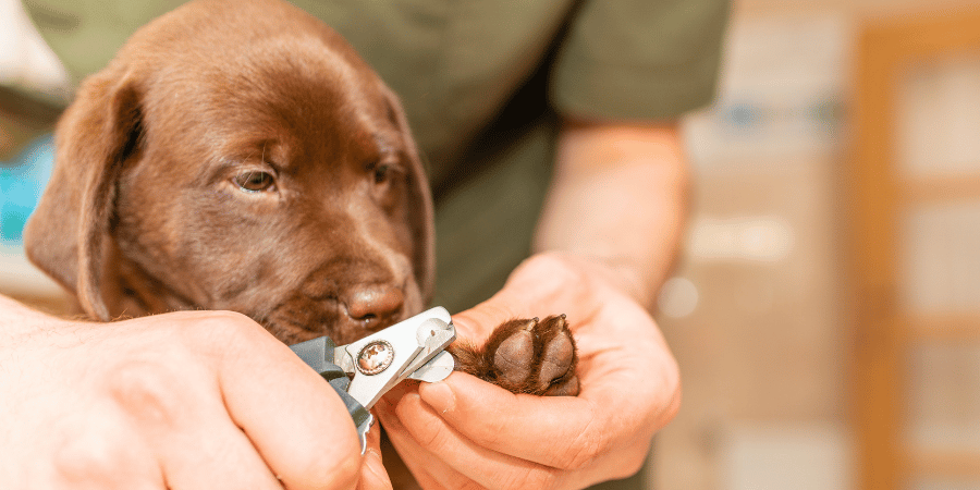 How To Treat A Split Nail On A Dog