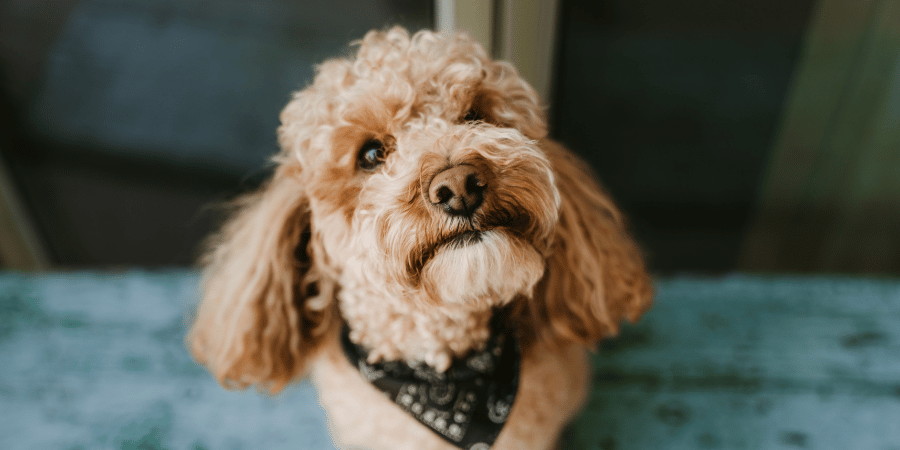 How To Treat Gas In Dogs