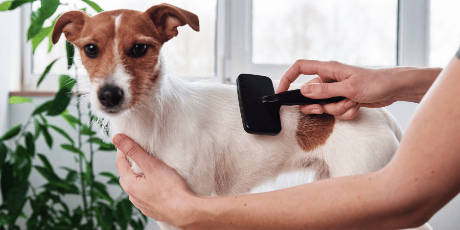 How To Treat Mange On A Dog