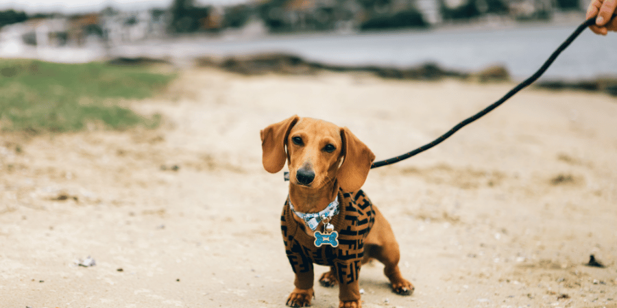 How To Treat Rope Burn From Dog Leash