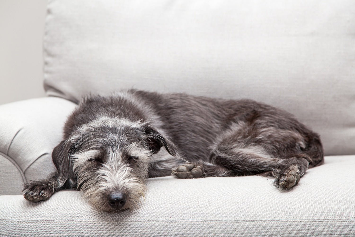 Is Your Dog Getting Enough Sleep?