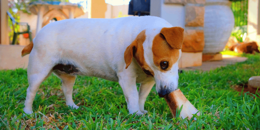Marrow Bones for Dogs: A Baxter-Approved Chew Adventure