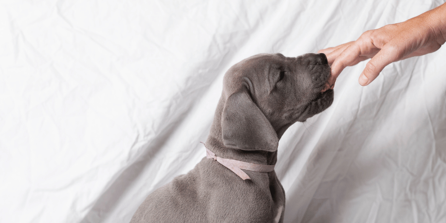 Peanut Butter And Molasses Dog Treats