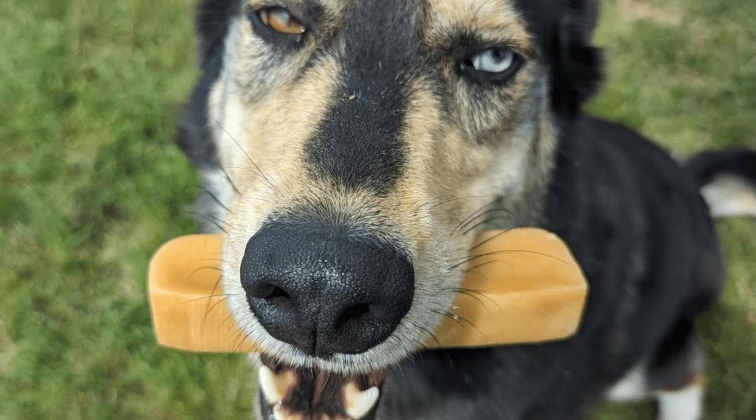 Yak Dog Chews: The Ultimate Canine Treat?